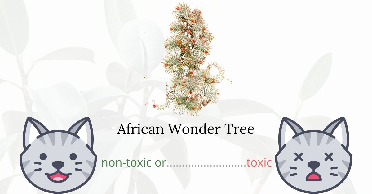 Is African Wonder Tree or Castor Bean Plant Toxic To Cats?