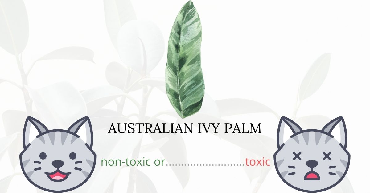 Is Australian Ivy Palm Toxic To Cats?