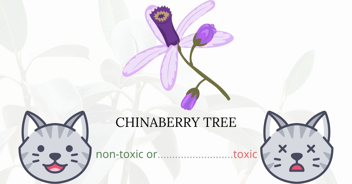 Is Bead Tree or Chinaberry Tree Toxic to Cats?