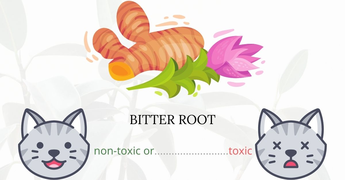 Is Bitter Root or Dogbane Hemp Toxic To Cats?