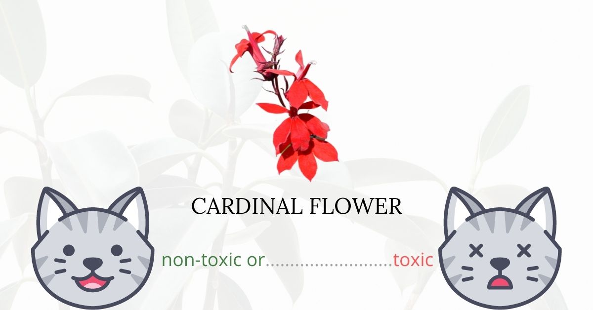 Is Cardinal Flower or Indian Pink Toxic To Cats?