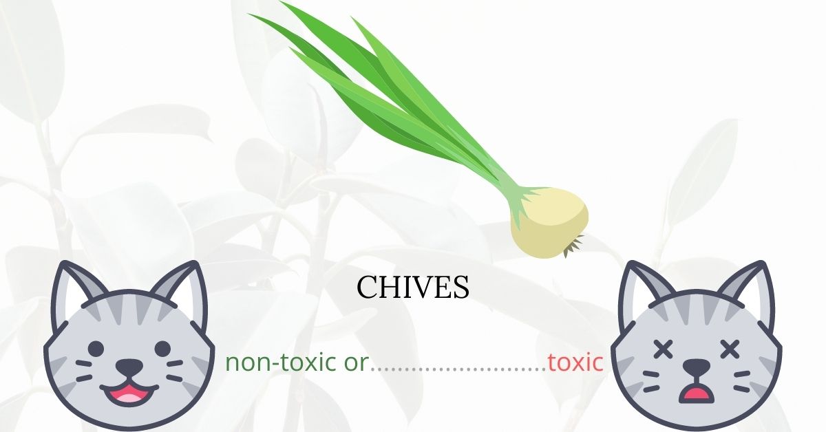 Are Chives Toxic To Cats?
