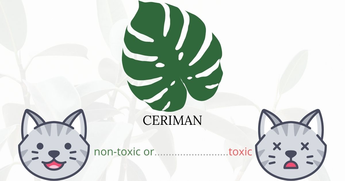 Is Ceriman or Monstera Deliciosa Toxic To Cats?