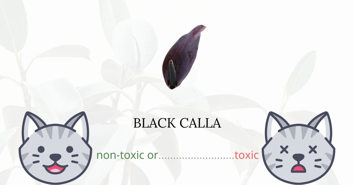 Is Black Calla or Solomon’s Lily Toxic To Cats?