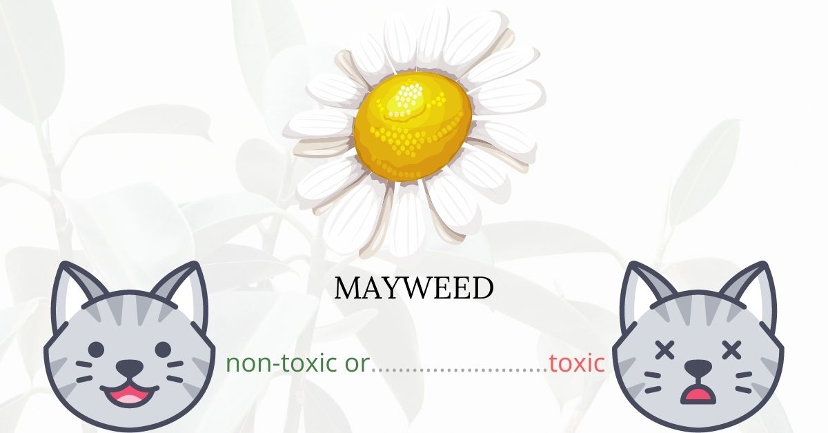 Is Mayweed or Poison Daisy Toxic To Cats?