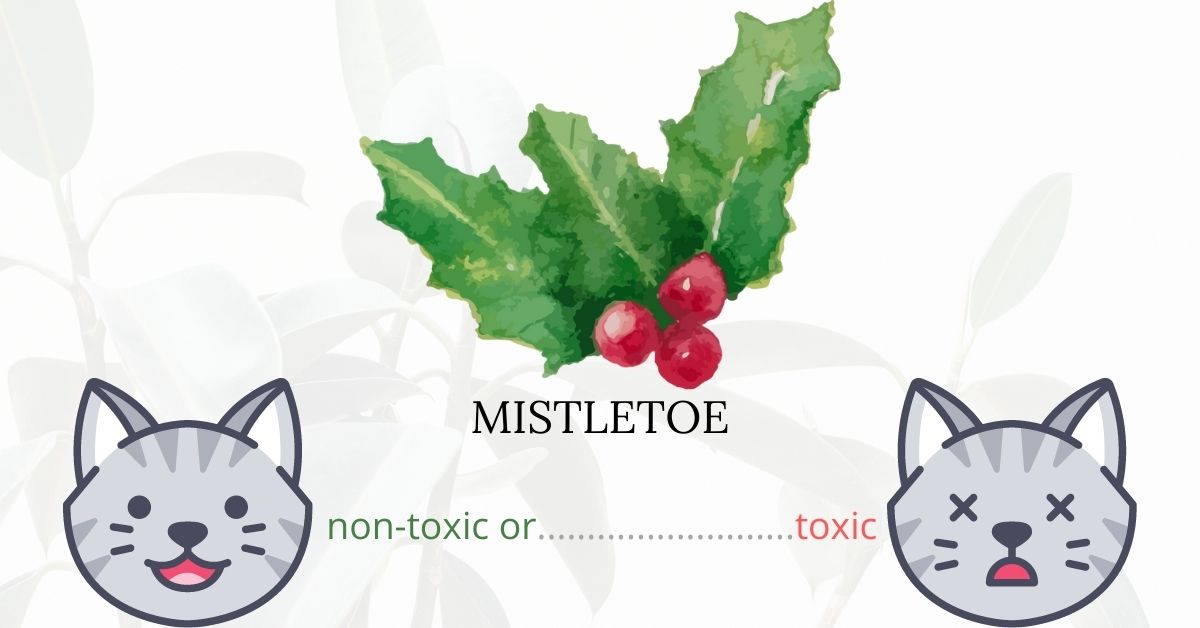 Is Mistletoe Toxic To Cats?
