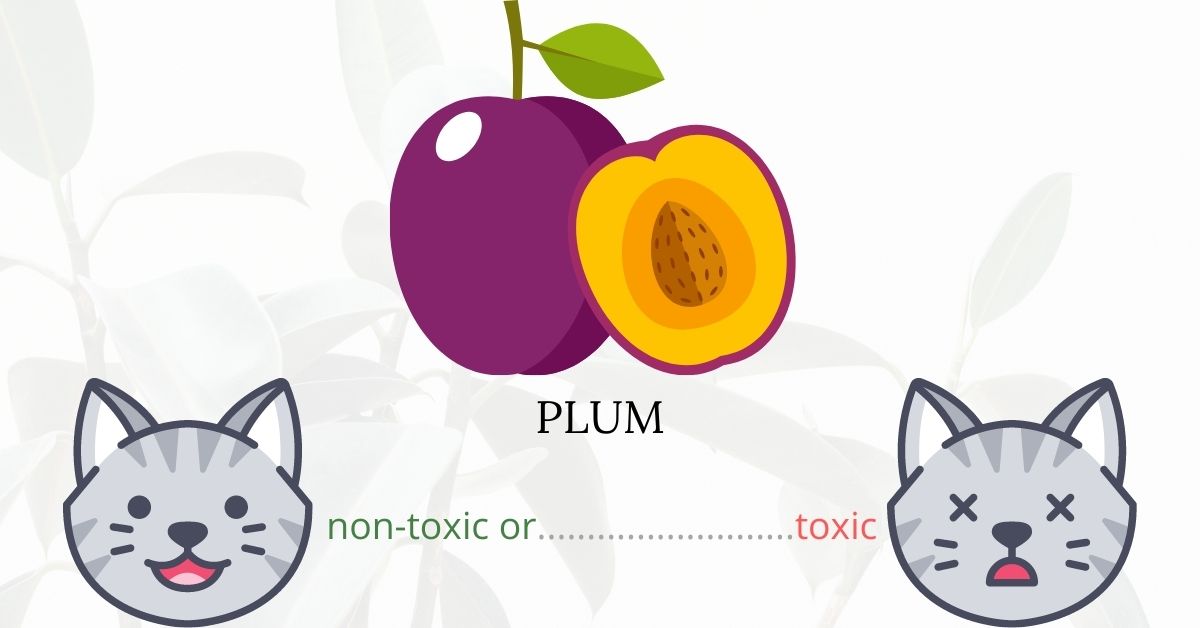 Are Plums Toxic To Cats?