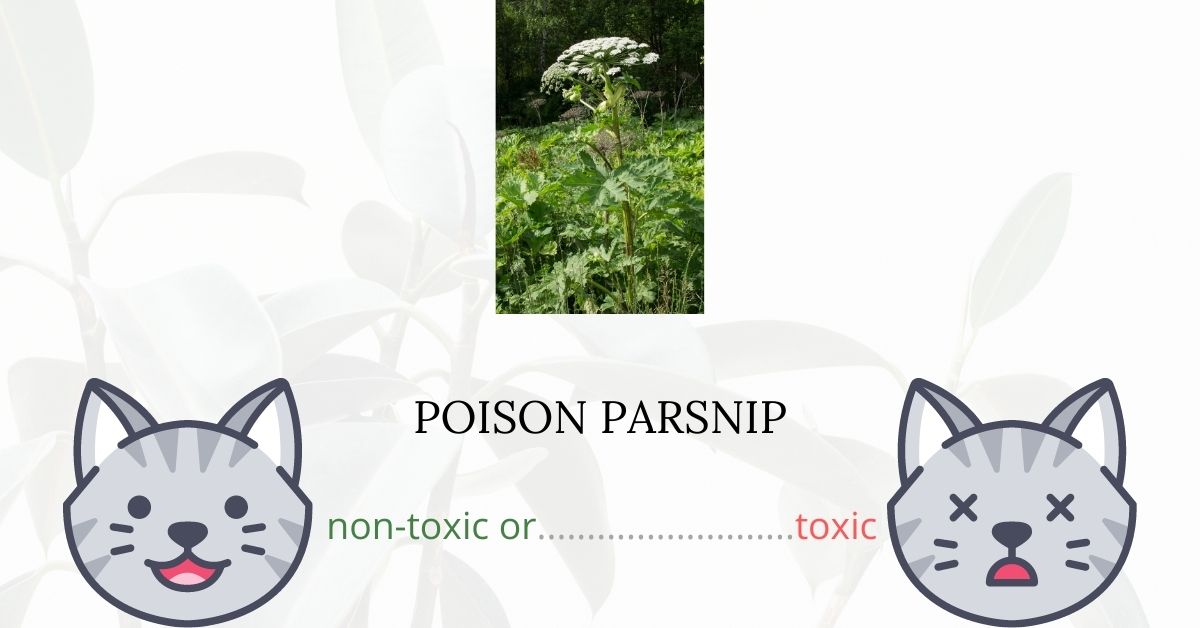 Is Poison Parsnip Toxic To Cats?