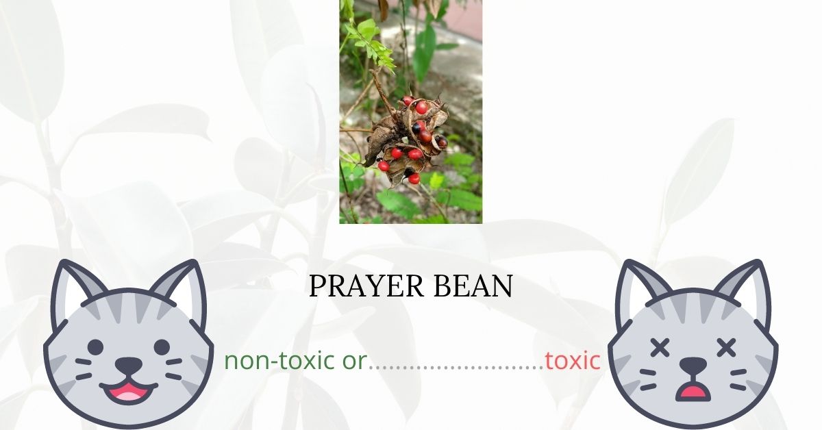 Is Prayer Bean Toxic to Cats?