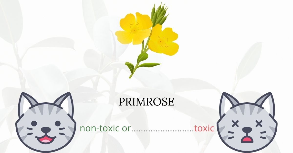 Is Primrose Toxic To Cats?