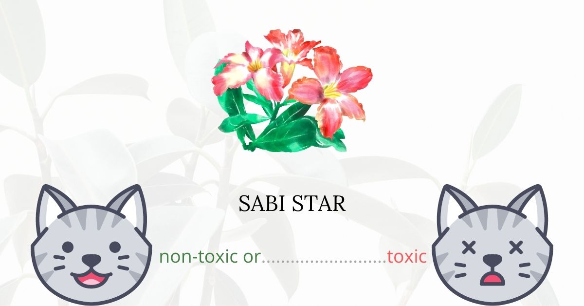 Is Sabi Star Toxic To Cats?