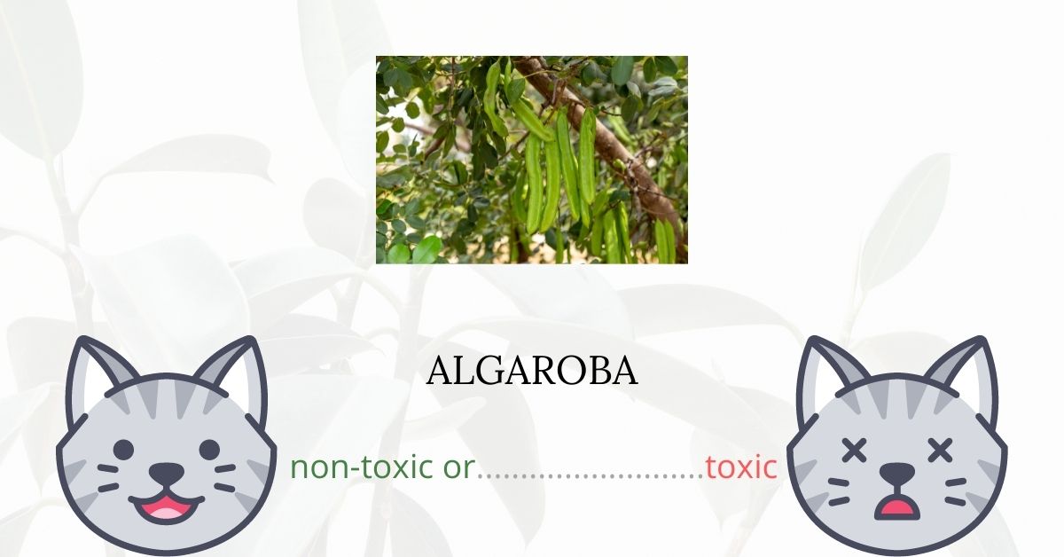 Is Algaroba Toxic For Cats?