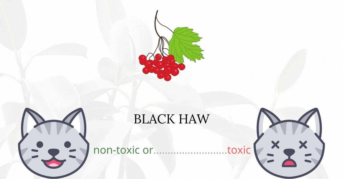 Is Black Haw Toxic For Cats?