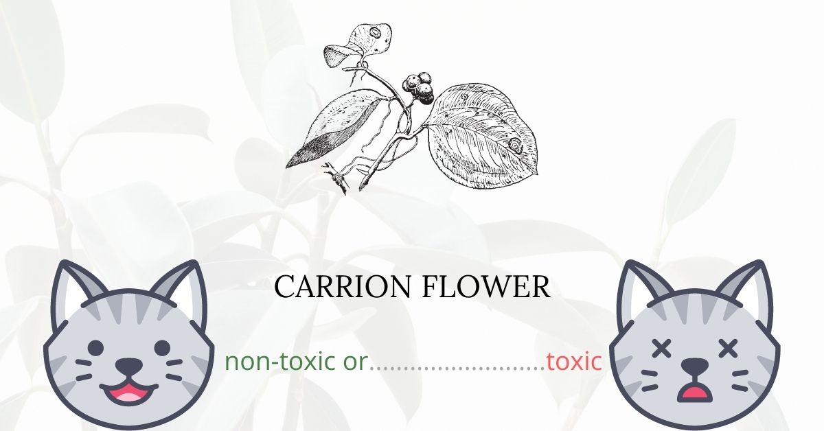 Is Carrion Flower or Jacob’s Ladder Toxic For Cats?
