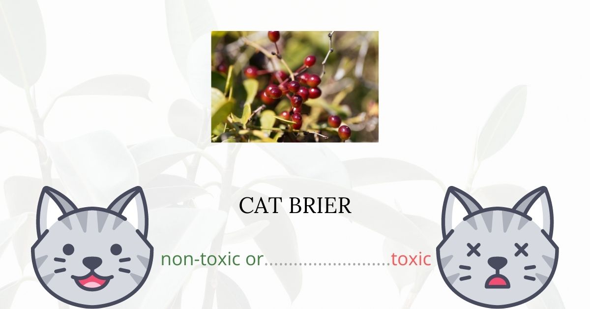 Is Cat Brier Toxic For Cats?