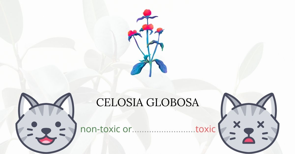 Is Celosia Globosa Toxic For Cats?