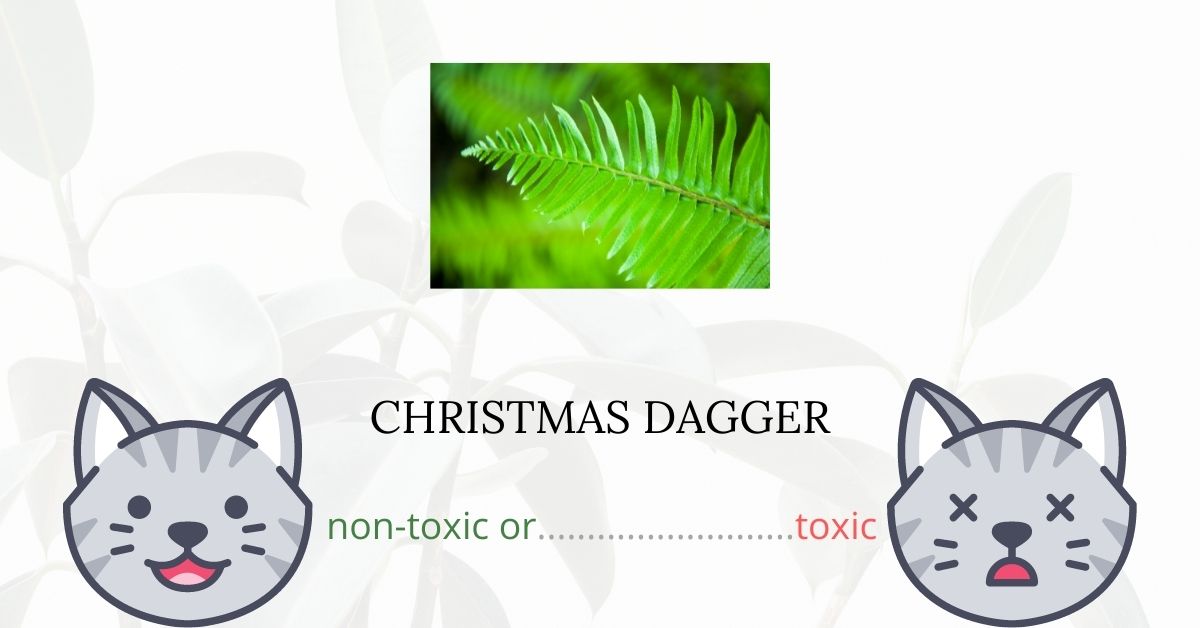 Is Christmas Dagger Toxic For Cats?