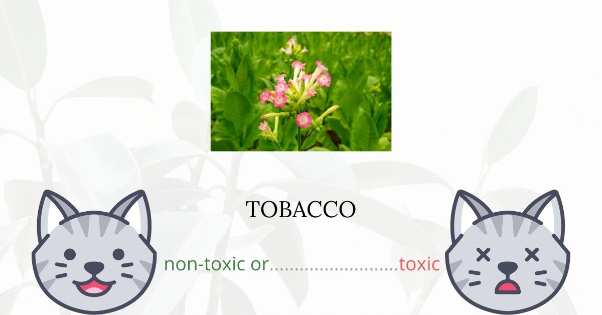 Is Tobacco Toxic To Cats?