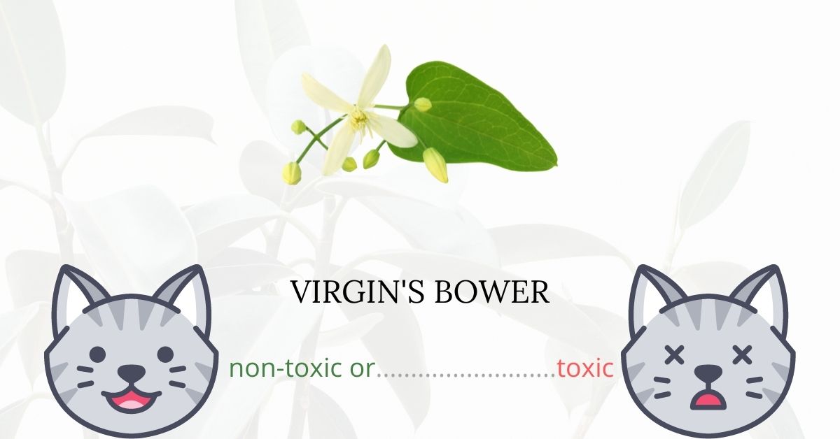 Is Virgin’s Bower Toxic To Cats?
