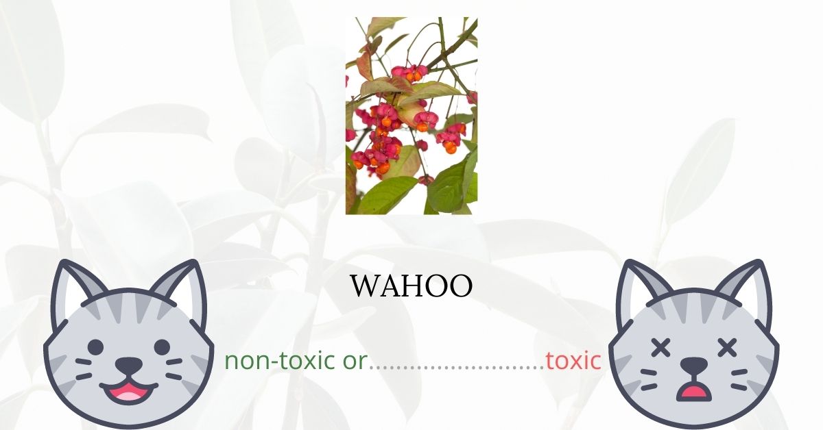 Is Wahoo Toxic To Cats?