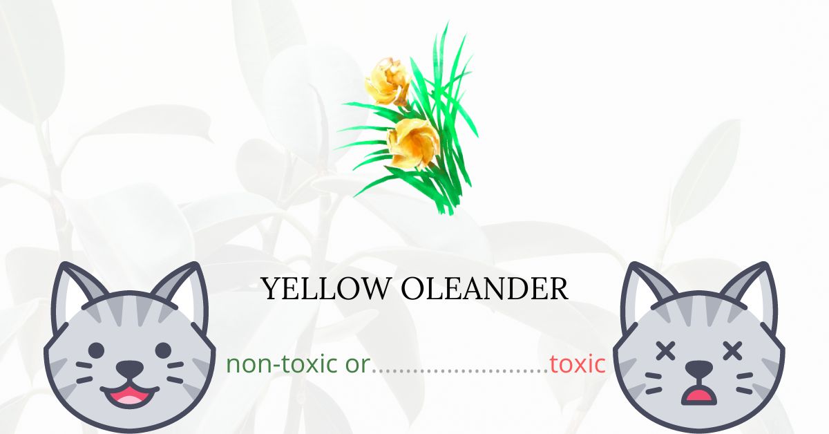 Is Yellow Oleander Toxic To Cats?