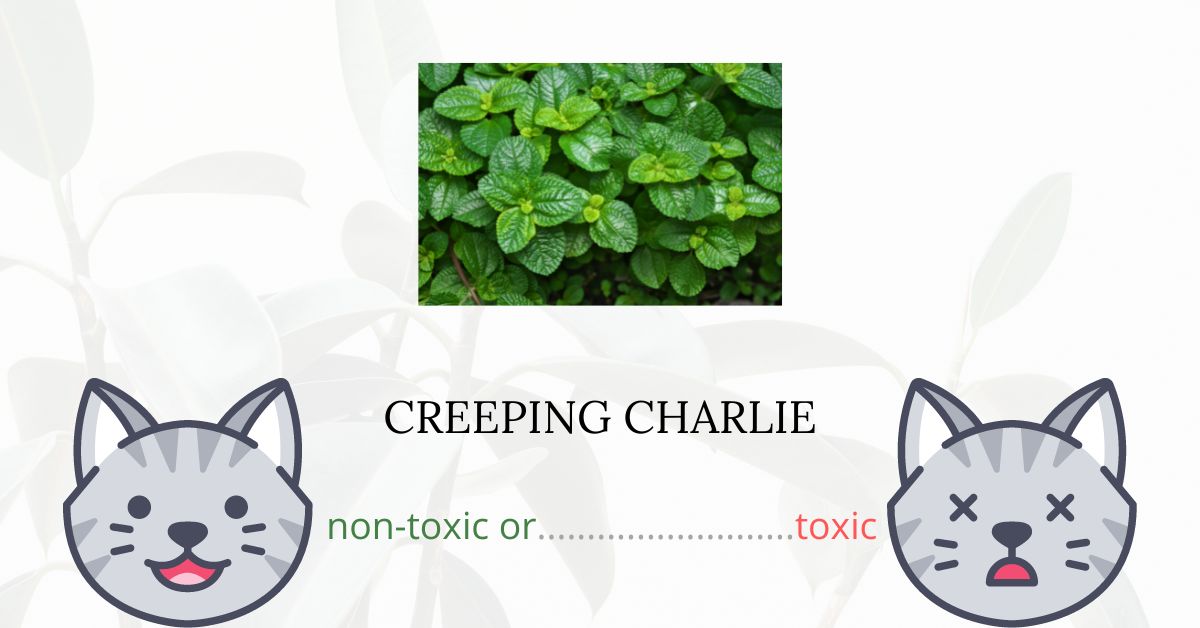 Is Creeping Charlie or Swedish Ivy Toxic For Cats?