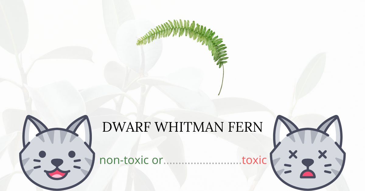 Is Dwarf Whitman Fern Toxic For Cats?