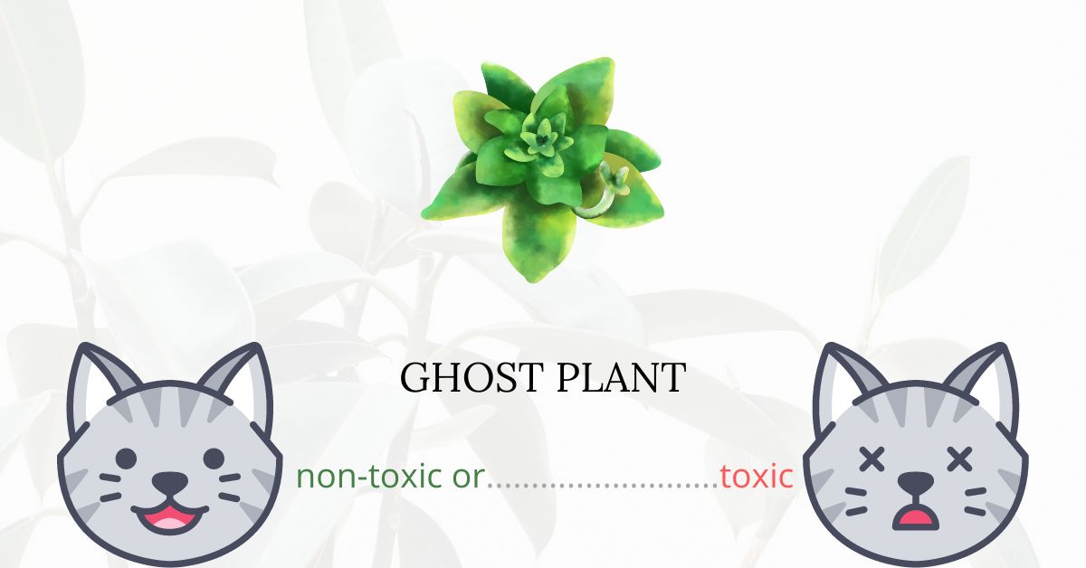 Are Ghost Plants Toxic For Cats?