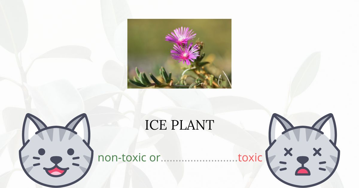 Is Ice Plant Toxic For Cats?