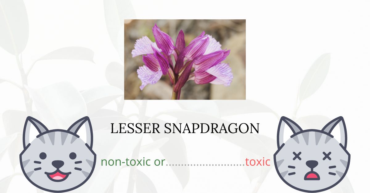 Is Lesser Snapdragon or Weasel’s Snout Toxic For Cats?