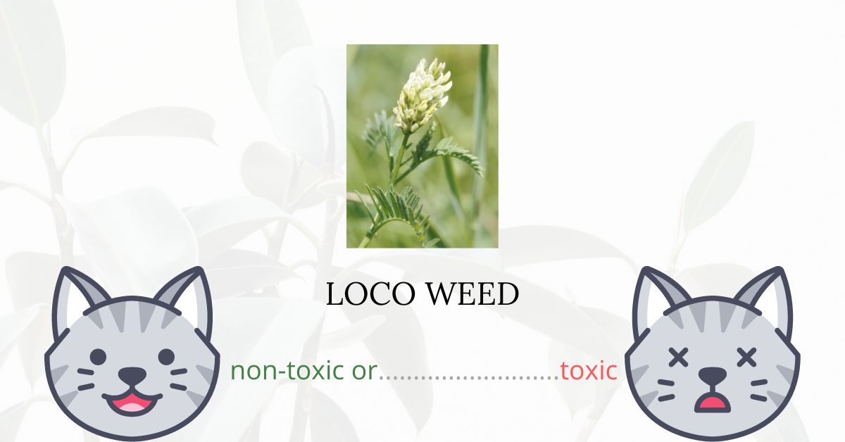 Is Loco Weed Toxic For Cats?