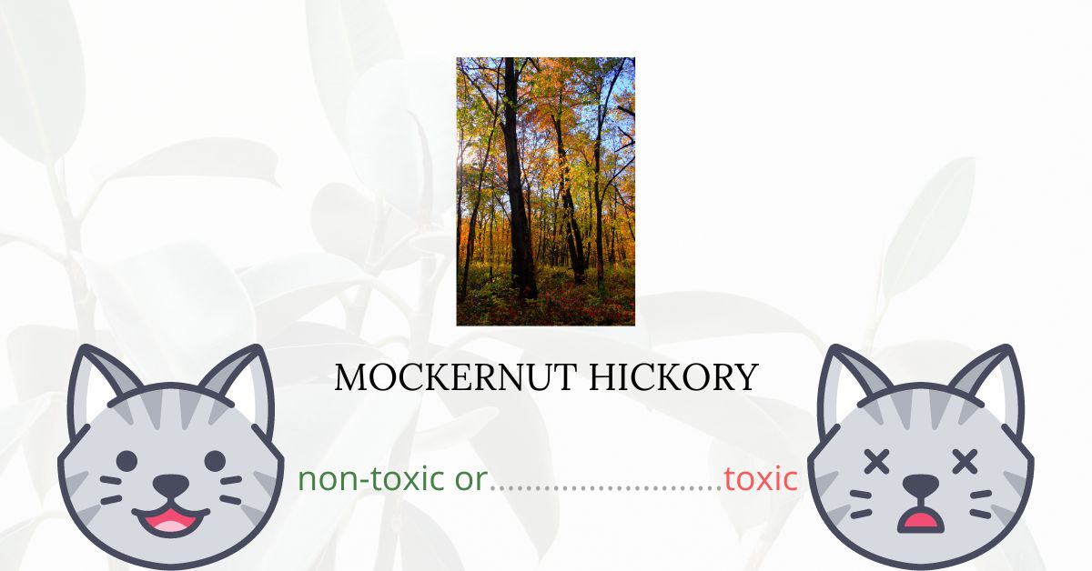 Is Mockernut Hickory or Squarenut Toxic For Cats?
