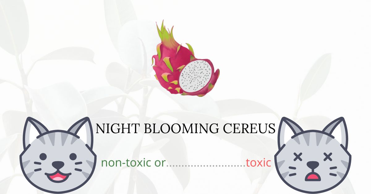 Is Night Blooming Cereus Toxic For Cats?