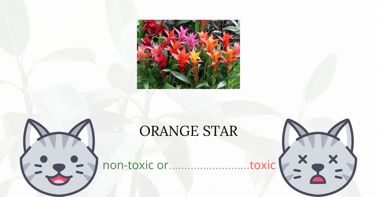 Is Orange Star Toxic For Cats?
