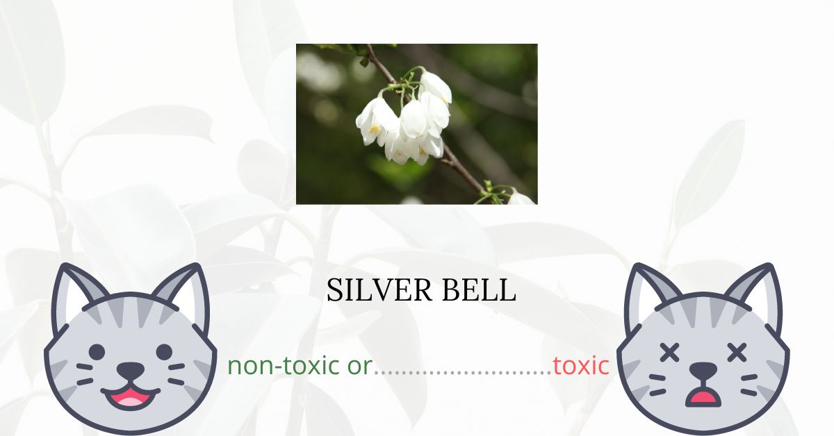 Is Silver Bell or Snowbell Tree Toxic For Cats?