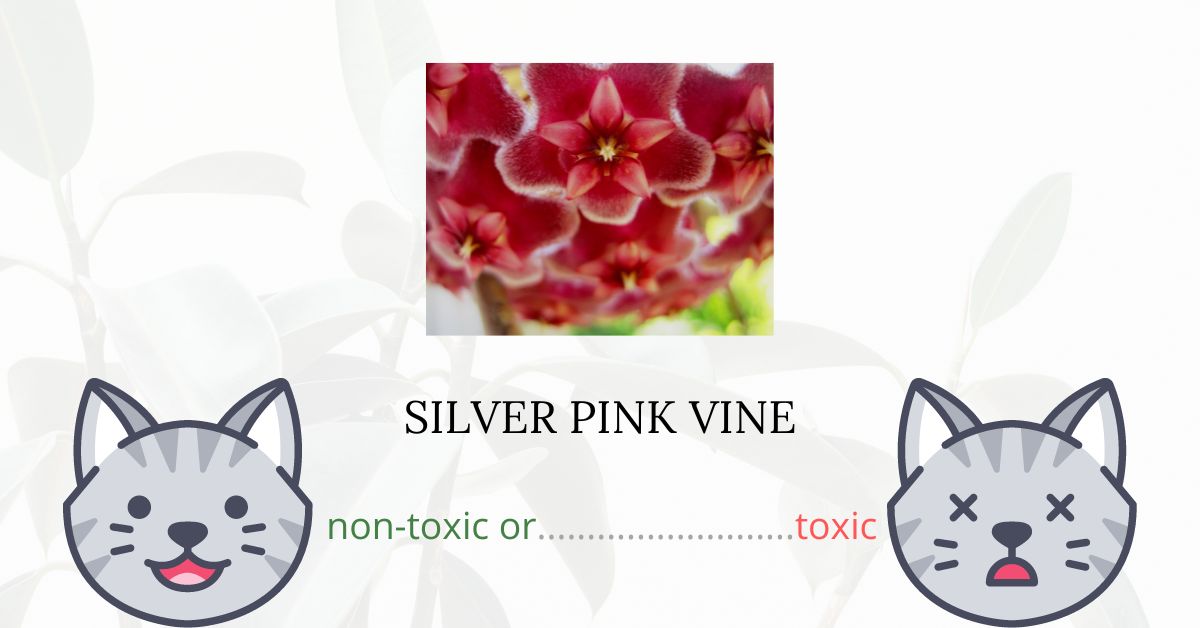 Is Silver Pink Vine Toxic For Cats?