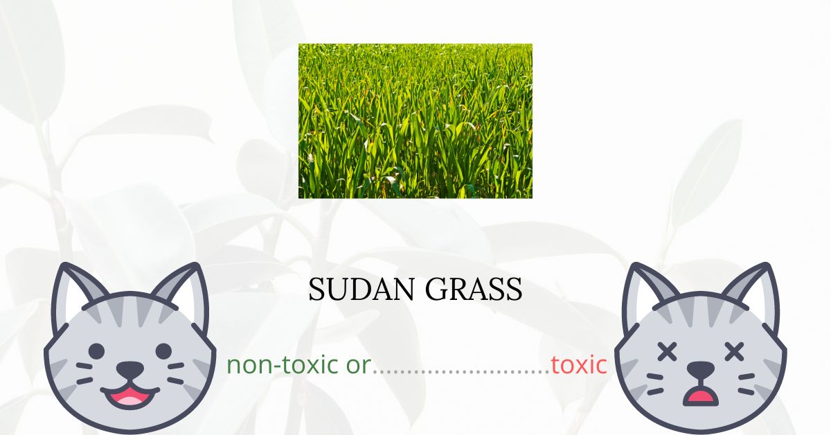 Is Sudan Grass Toxic For Cats?
