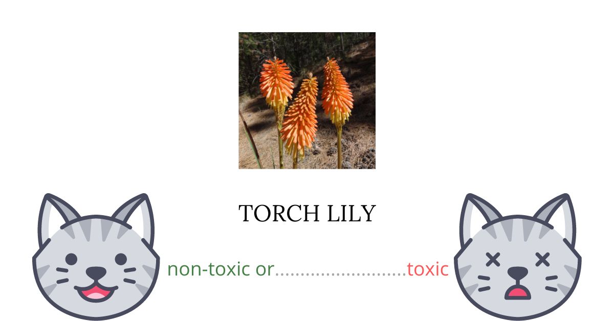Is Torch Lily Toxic For Cats?