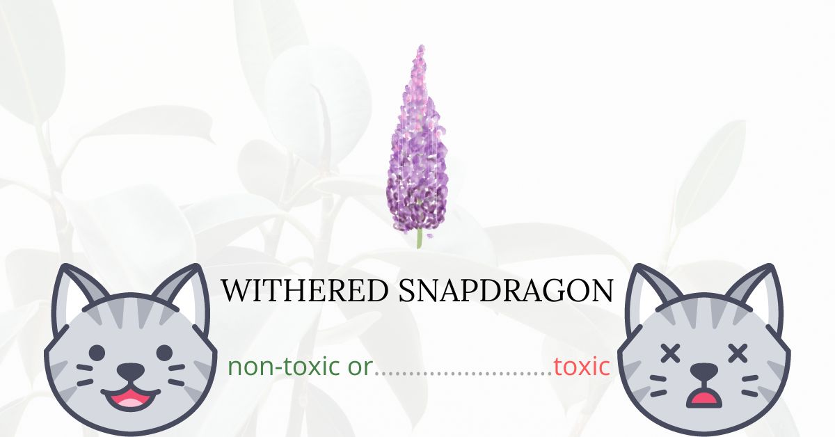 Are Withered Snapdragons or Sierra Snapdragons Toxic For Cats?